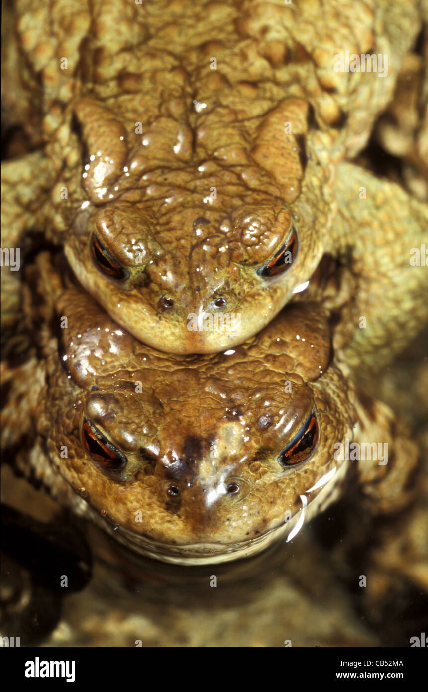 Common Toad, Bufo bufo, mating pair, Czechia Stock Photo - Alamy