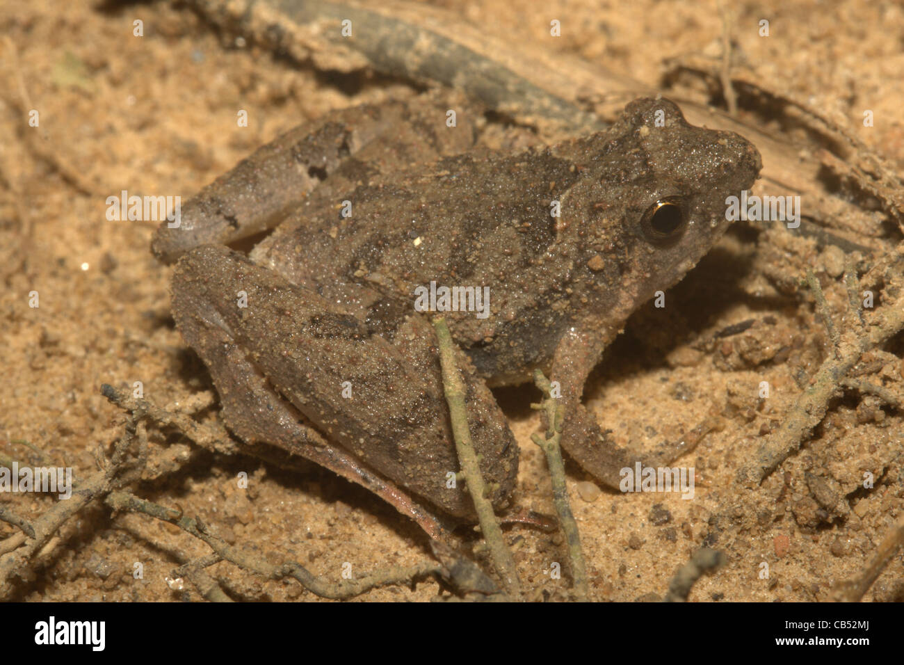 Microhyla berdmorei hi-res stock photography and images - Alamy