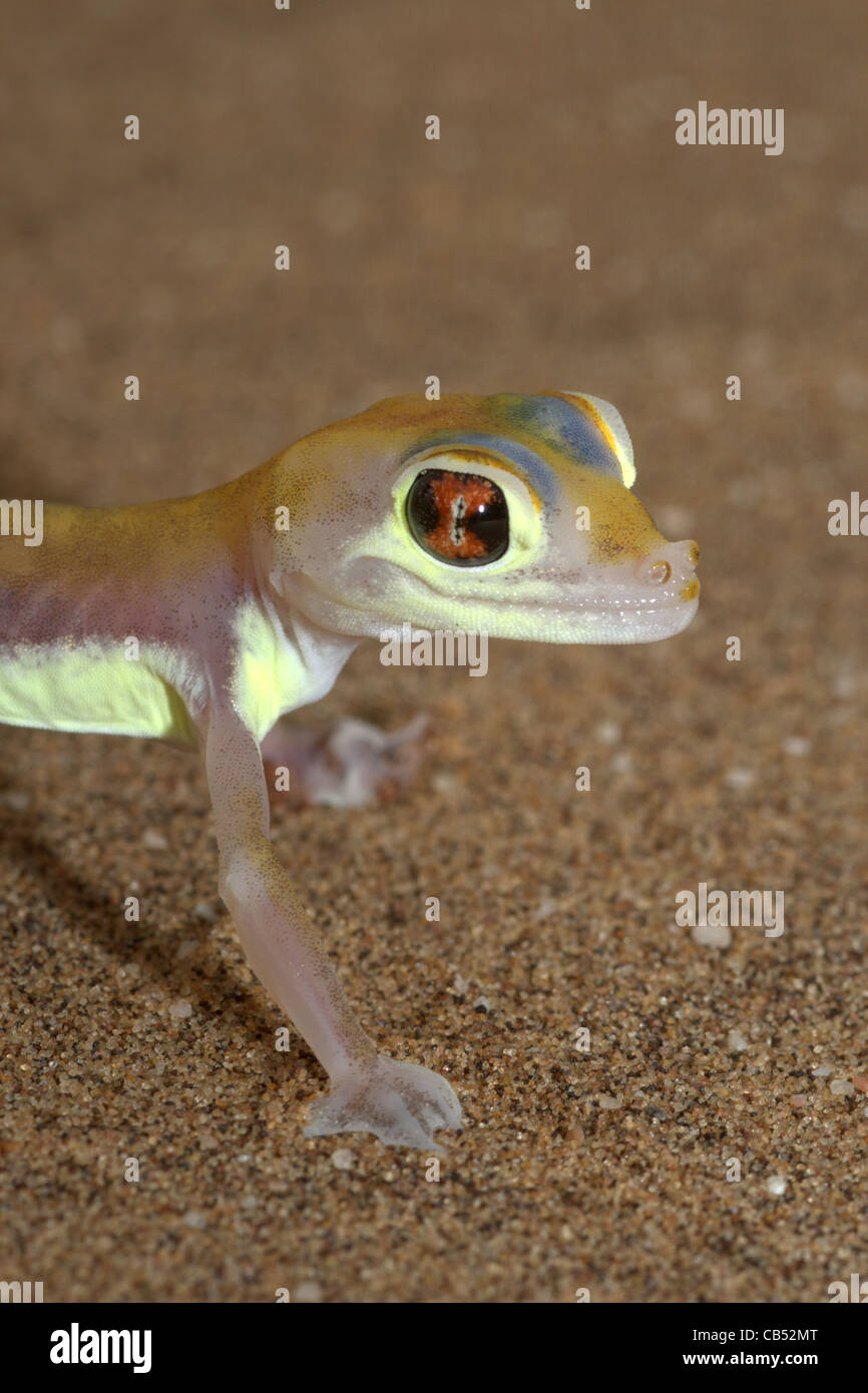 Pachydactylus rangei, Palmato Gecko, Web-footed Gecko, Namibia Stock ...