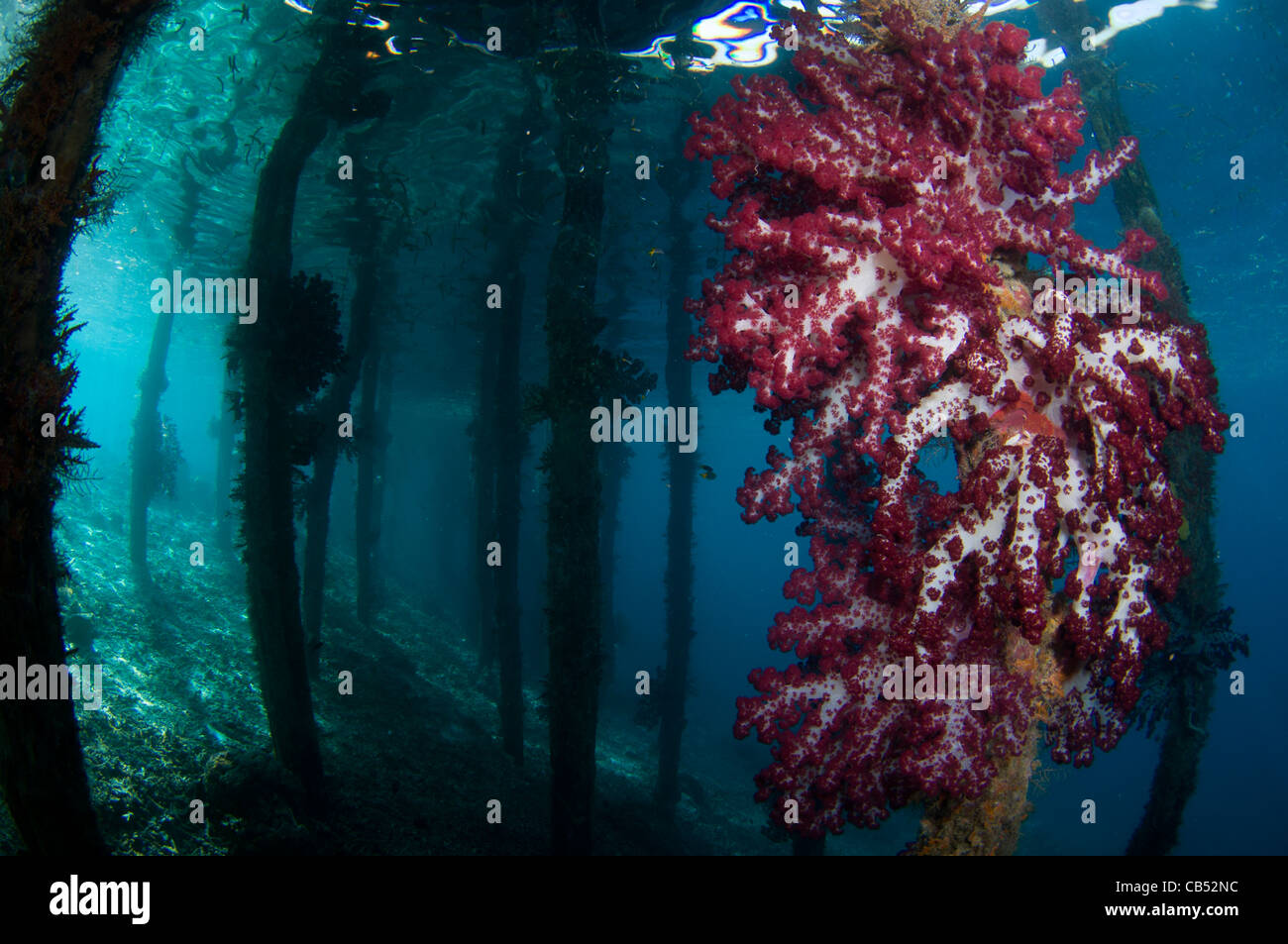 Soft coral, Dendronephthya sp., growing on the pilings of a pier ...