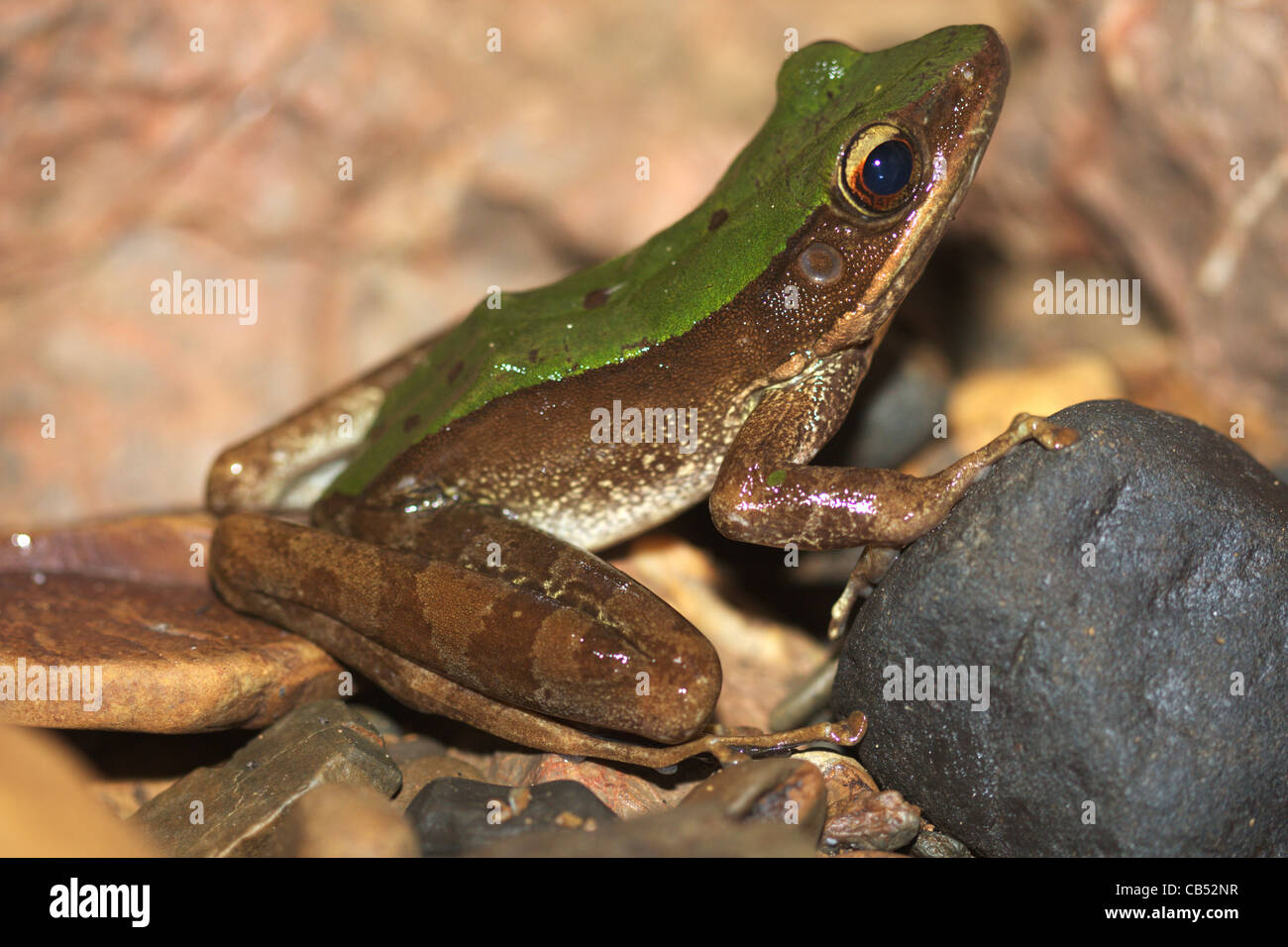 Odorrana livida, Burmese Rock Frog, Thailand, Khao Sok National Park ...