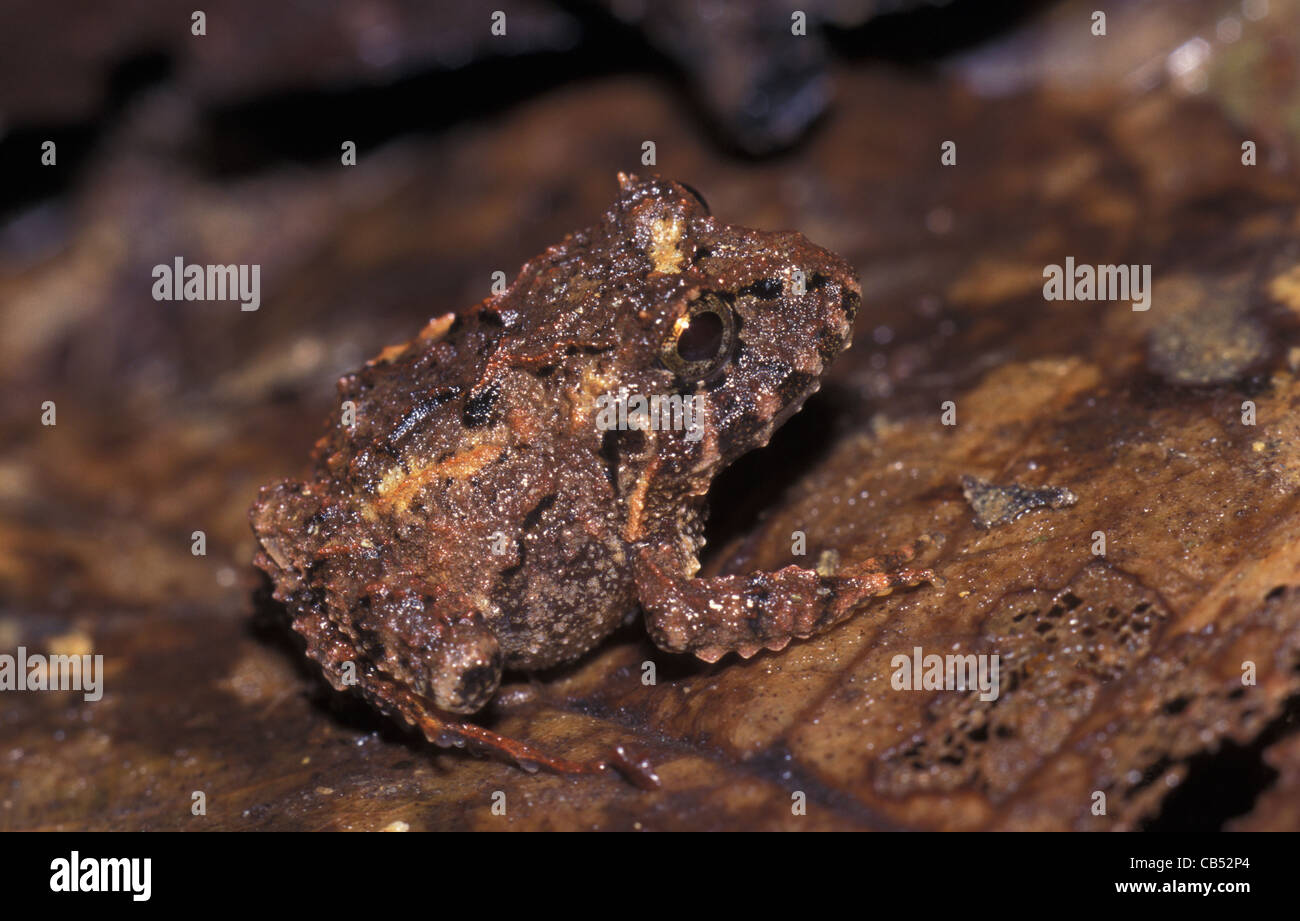Ceratophrys calcarata, Colombian Horned Frog, Venezuela Stock Photo - Alamy