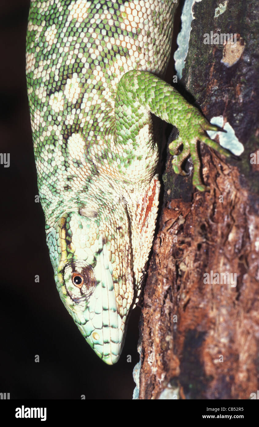 Polychrus marmoratus hi-res stock photography and images - Alamy