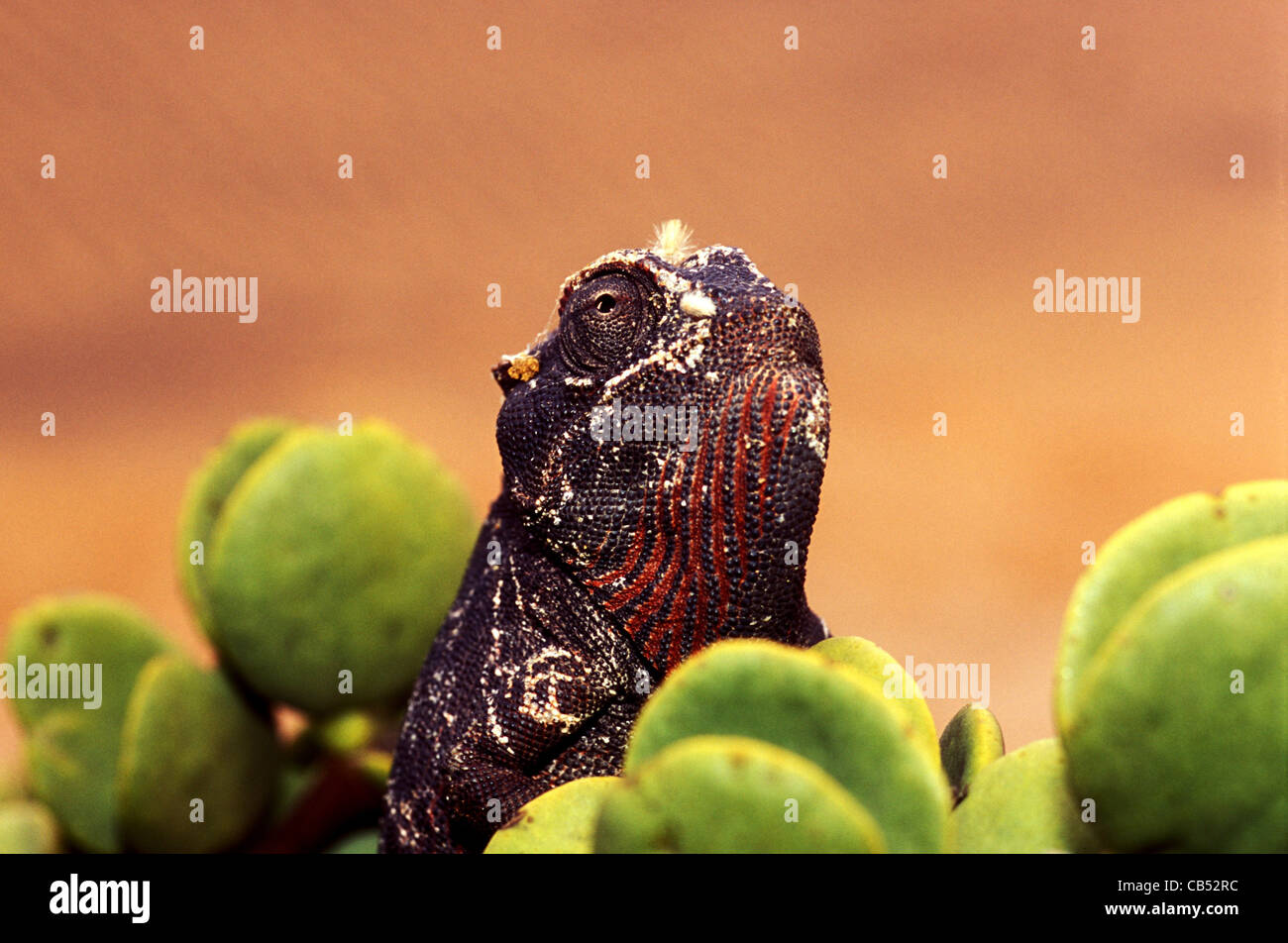 Chamaeleo namaquensis, Namaqua chameleon, Namibia, Swakopmund Stock ...