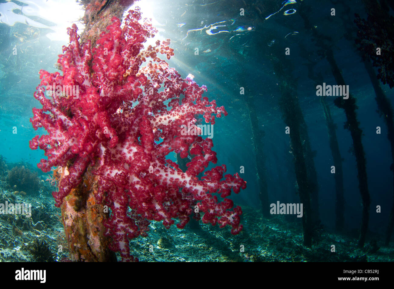Soft coral, Dendronephthya sp., growing on the pilings of a pier ...