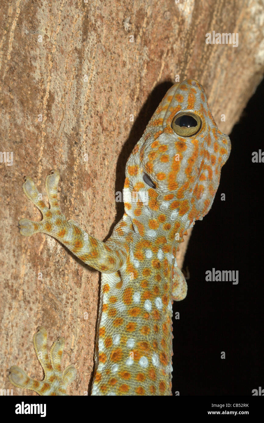 Tokay Gecko Thailand High Resolution Stock Photography and Images - Alamy