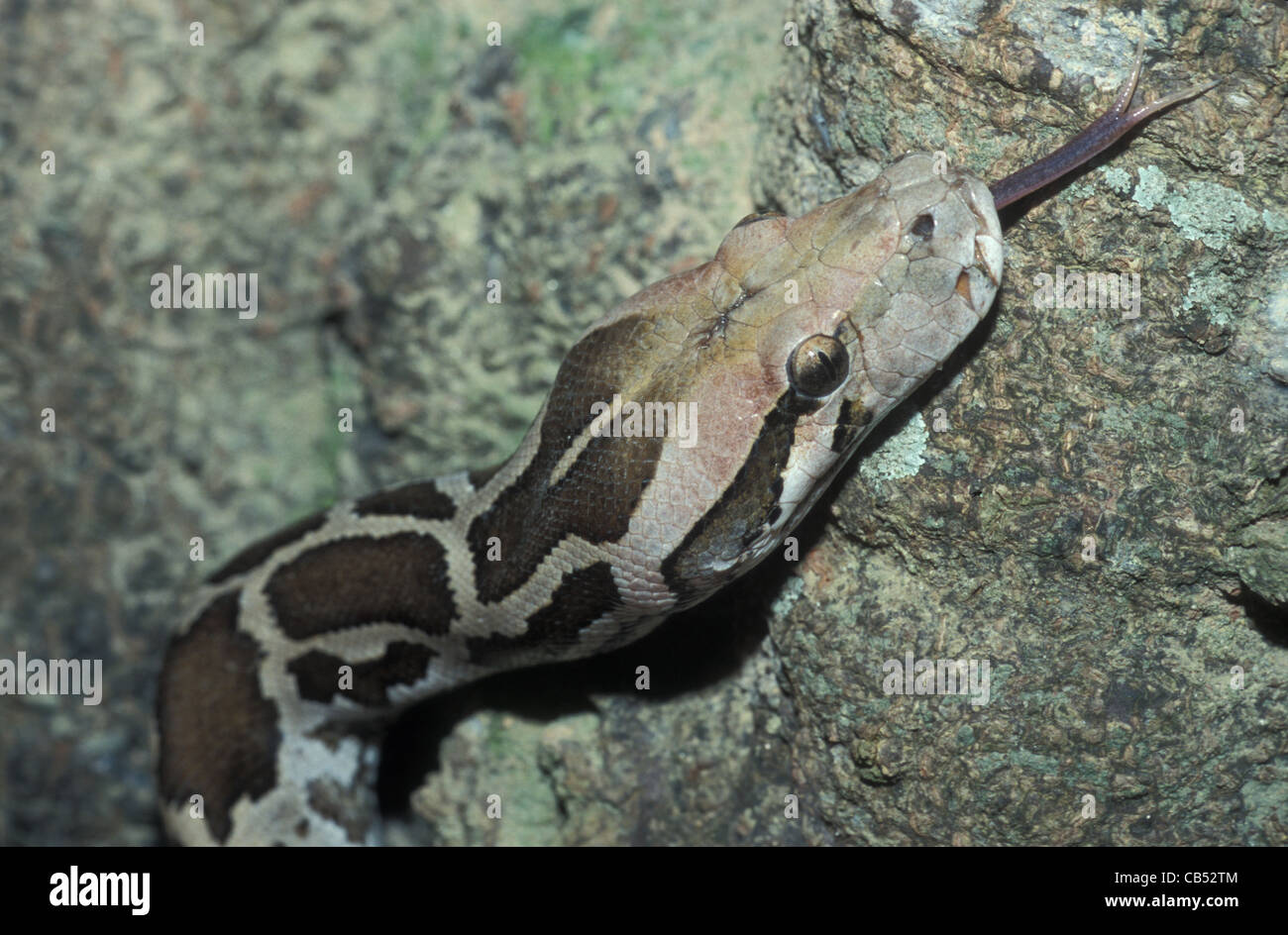 Asian Rock Python High Resolution Stock Photography and Images - Alamy