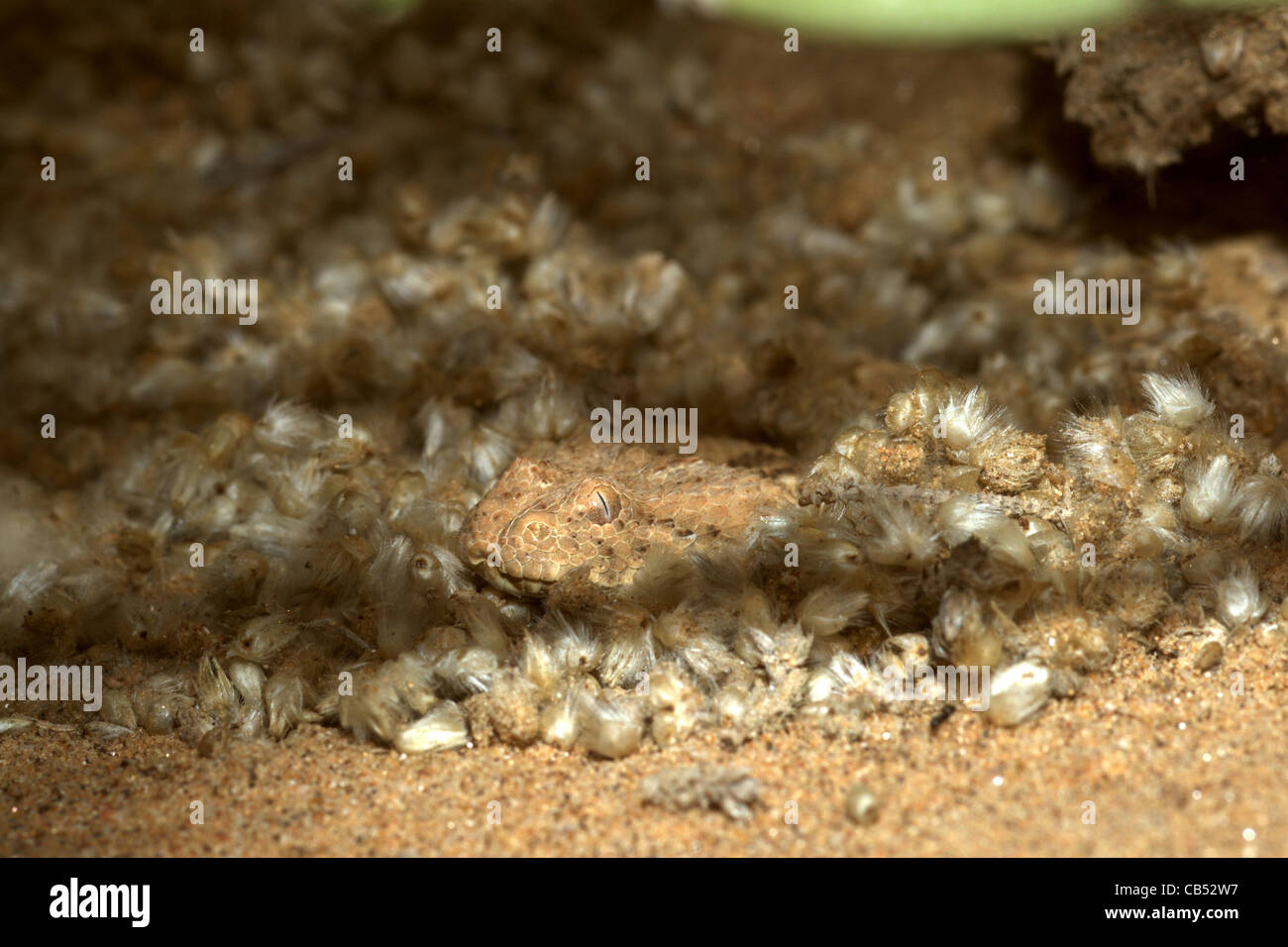Horned Puff Adder, Bitis caudalis, Namib desert, Namibia Stock Photo ...