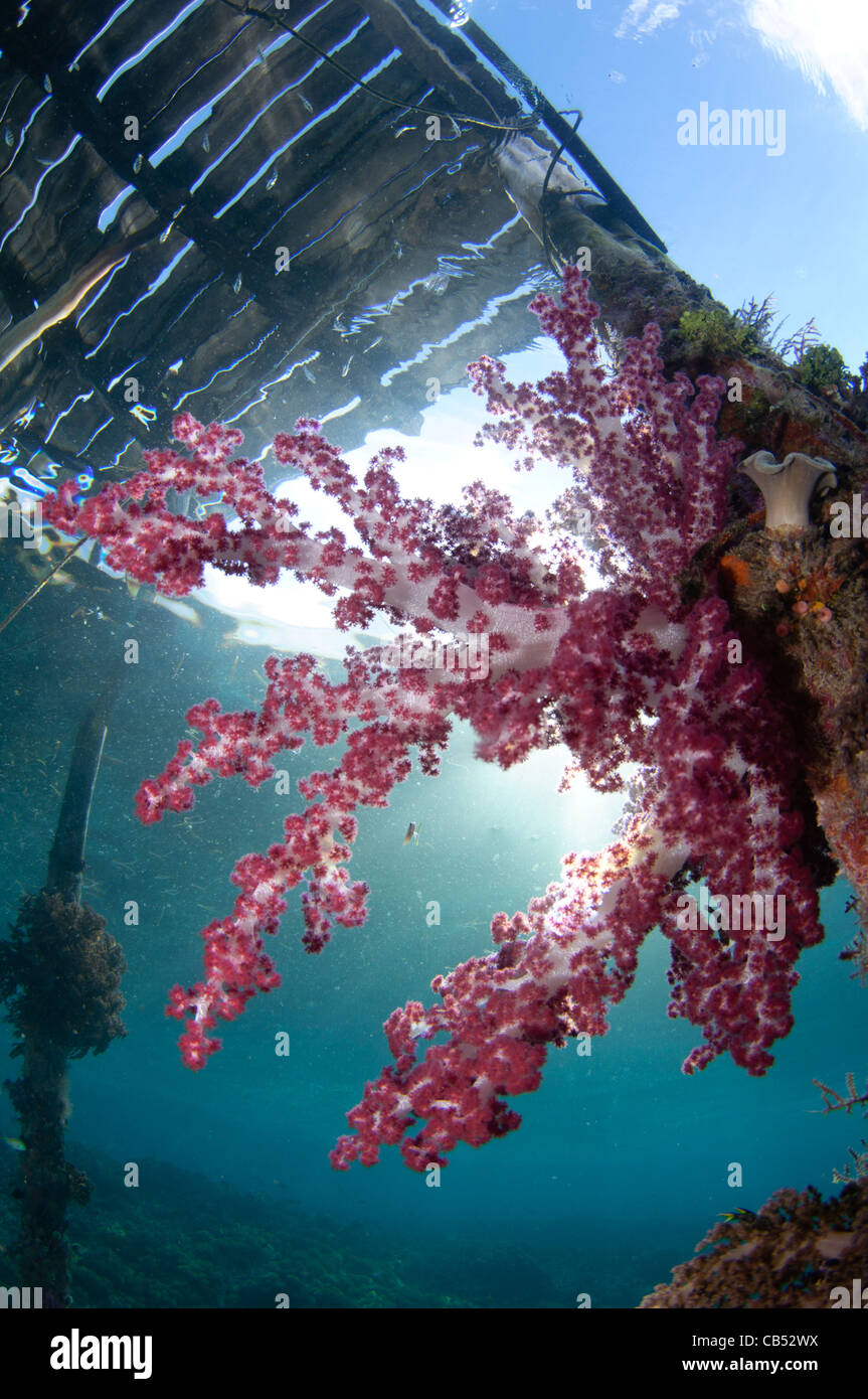 Soft coral, Dendronephthya sp., growing on the pilings of a pier ...