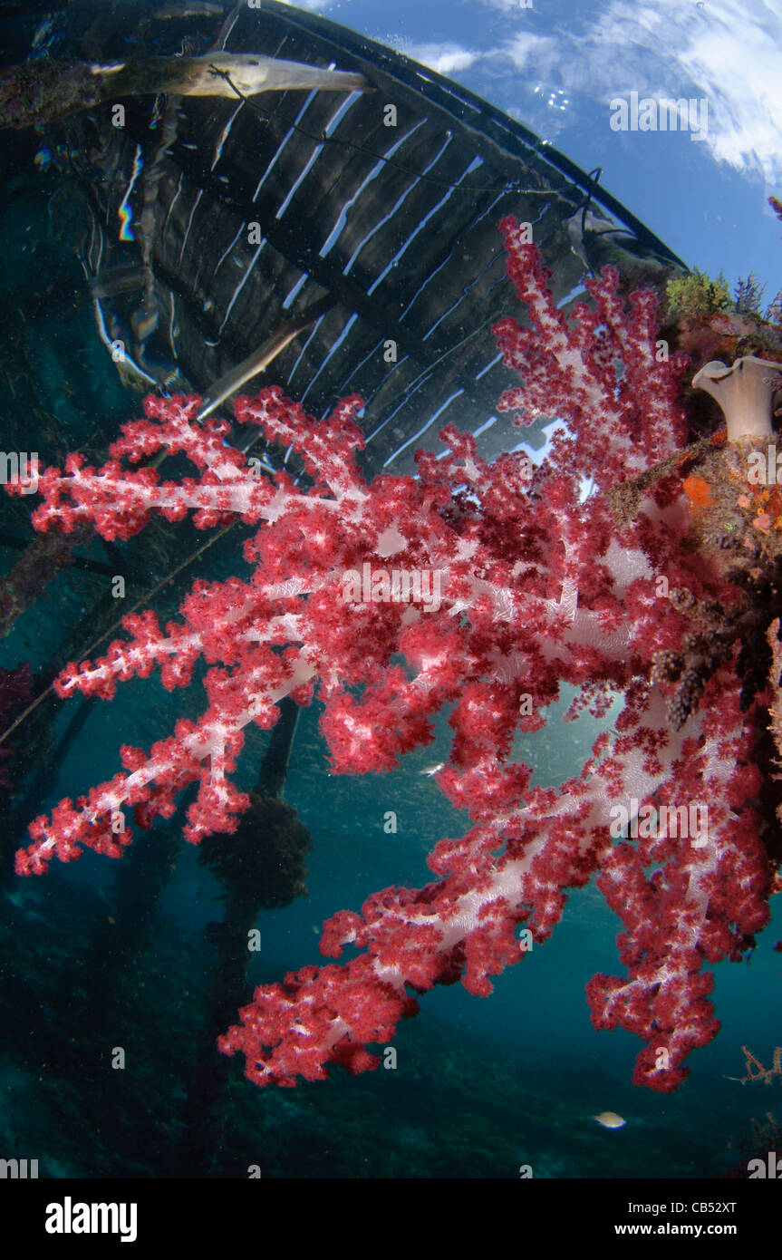 Soft coral, Dendronephthya sp., growing on the pilings of a pier ...