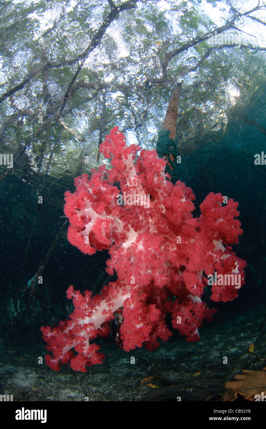 Soft corals growing on the roots of mangrove trees, Dendronephthya sp ...