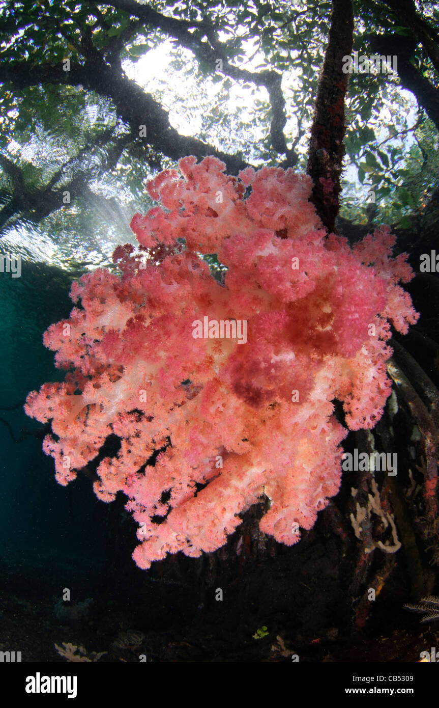 Soft corals growing on the roots of mangrove trees, Dendronephthya sp ...