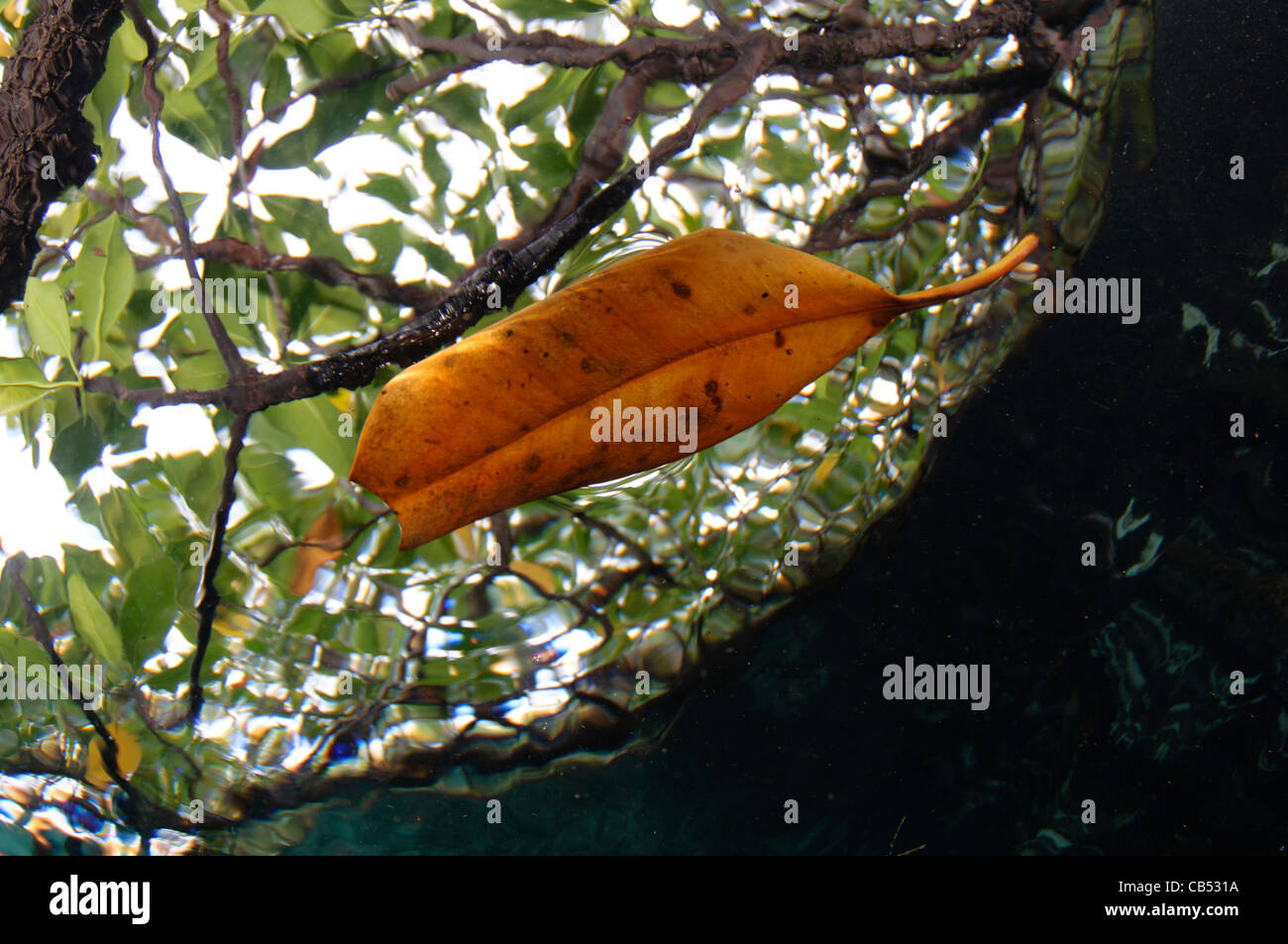 Mangrove leaf floating on the surface, Blue Water Mangroves, Raja Ampat ...