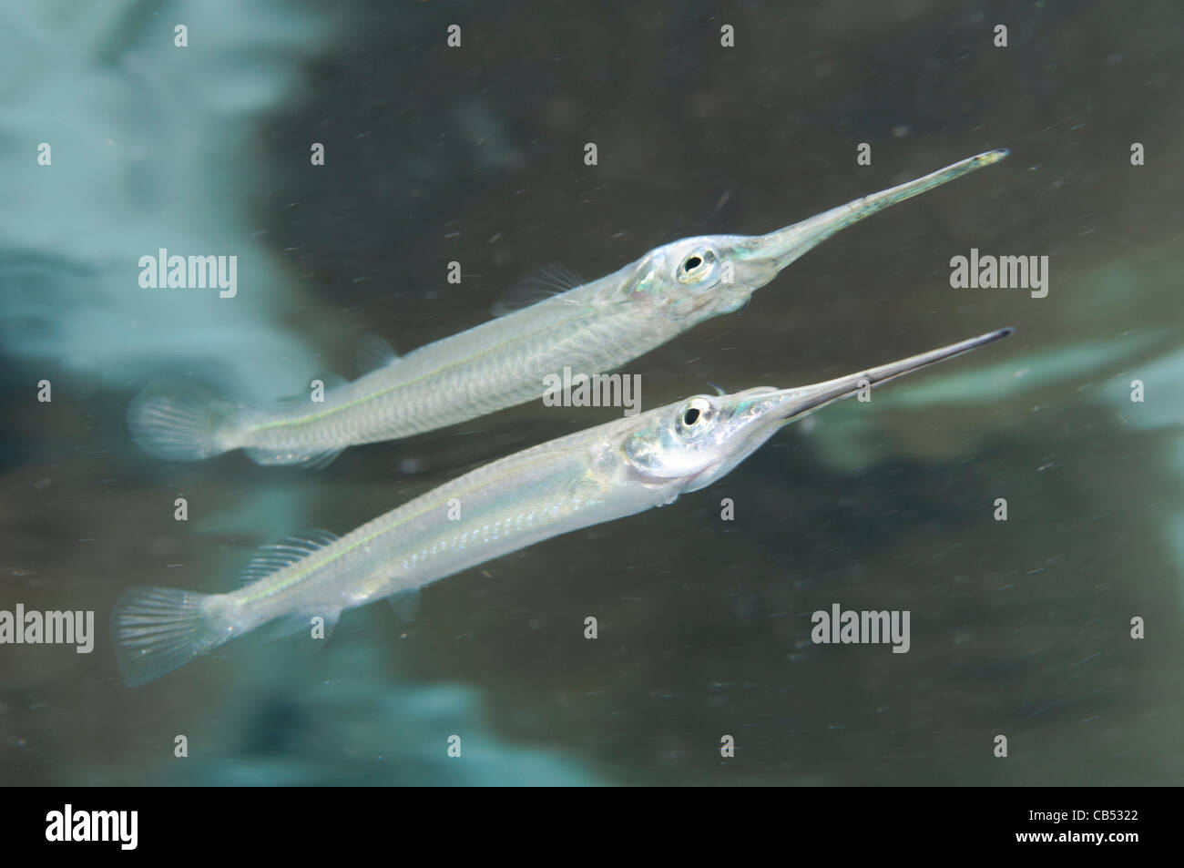 Zenarchopterus hi-res stock photography and images - Alamy