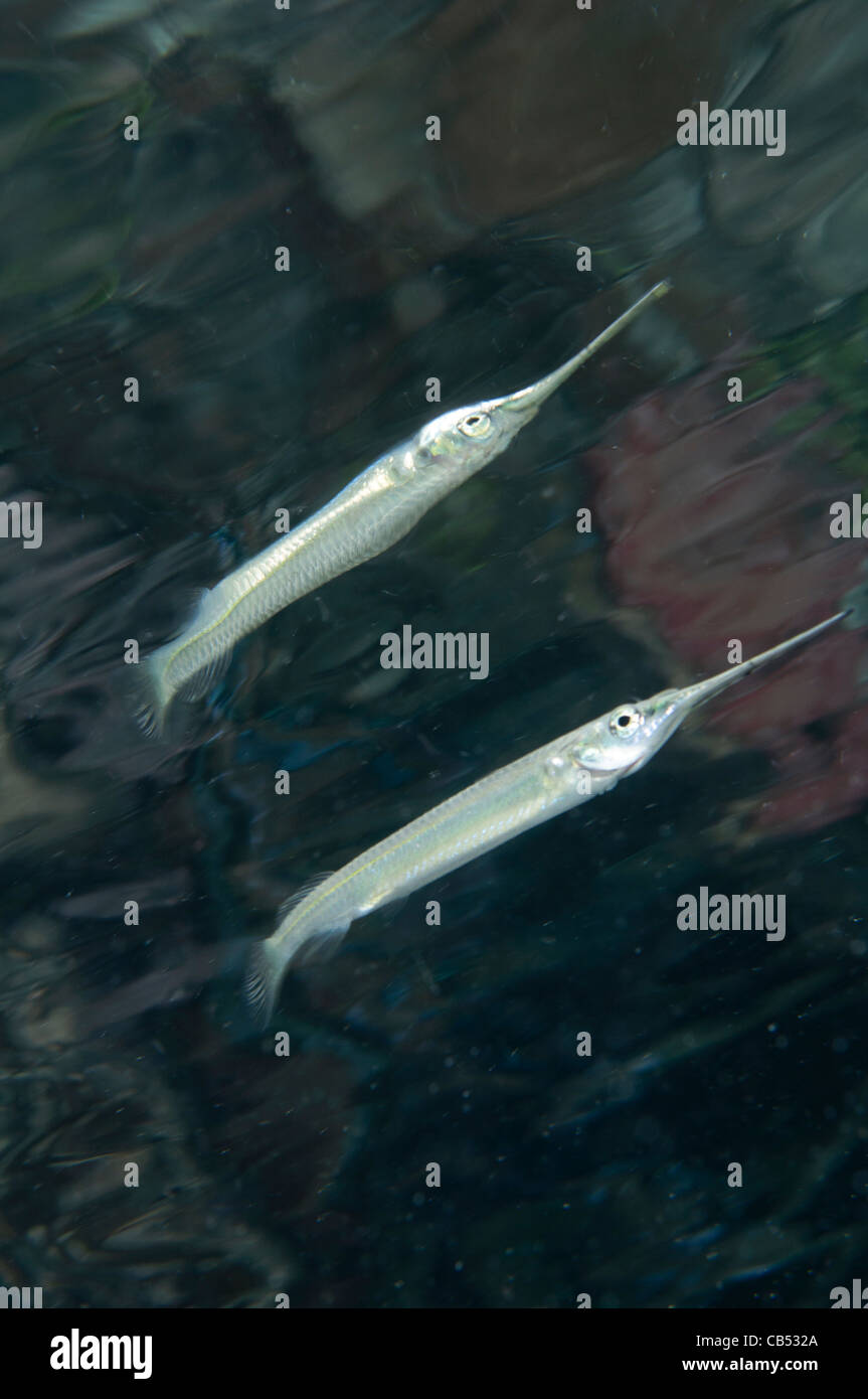 Pacific needlefish hi-res stock photography and images - Alamy