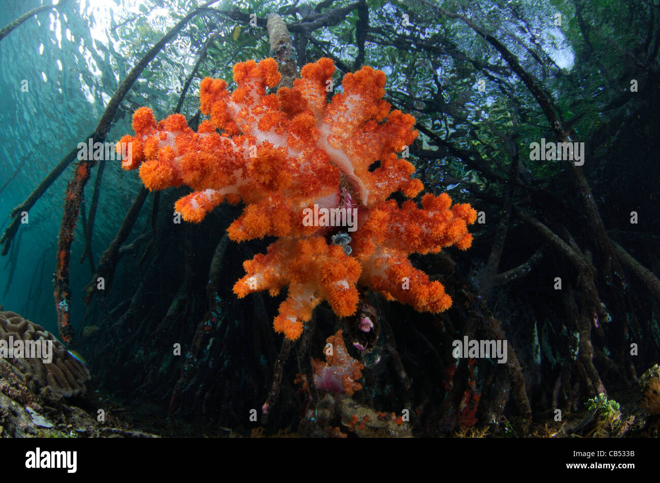 Soft corals growing on the roots of mangrove trees, Dendronephthya sp ...