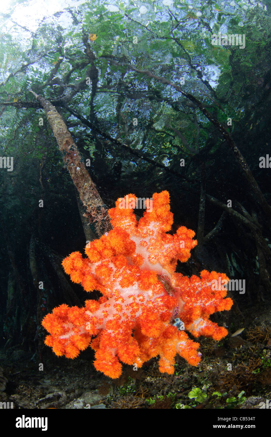 Mangrove roots coral reef hi-res stock photography and images - Alamy