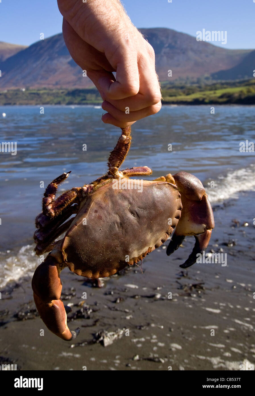 Hand holding crab by the seashore Stock Photo - Alamy