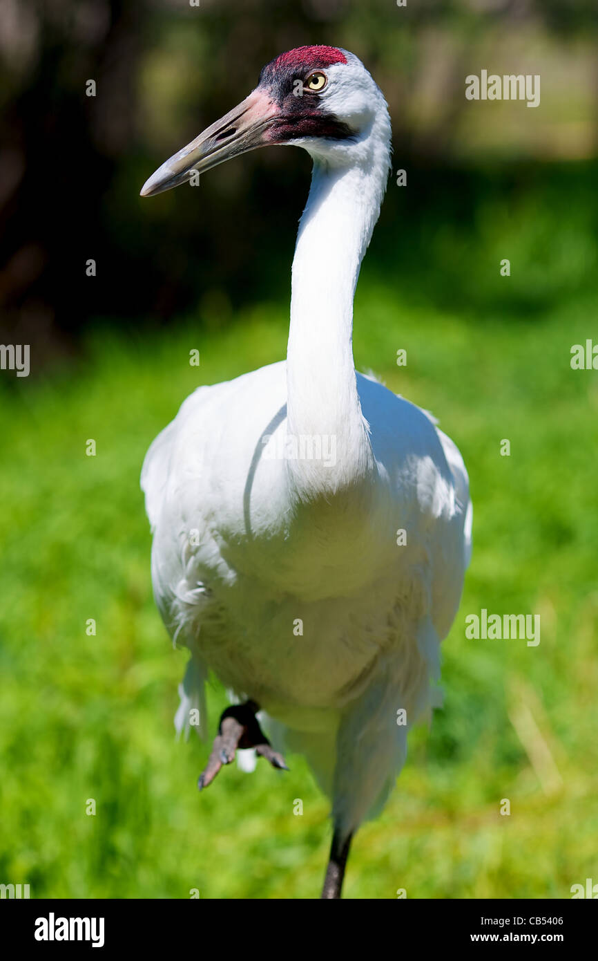 Whooping crane hi-res stock photography and images - Alamy