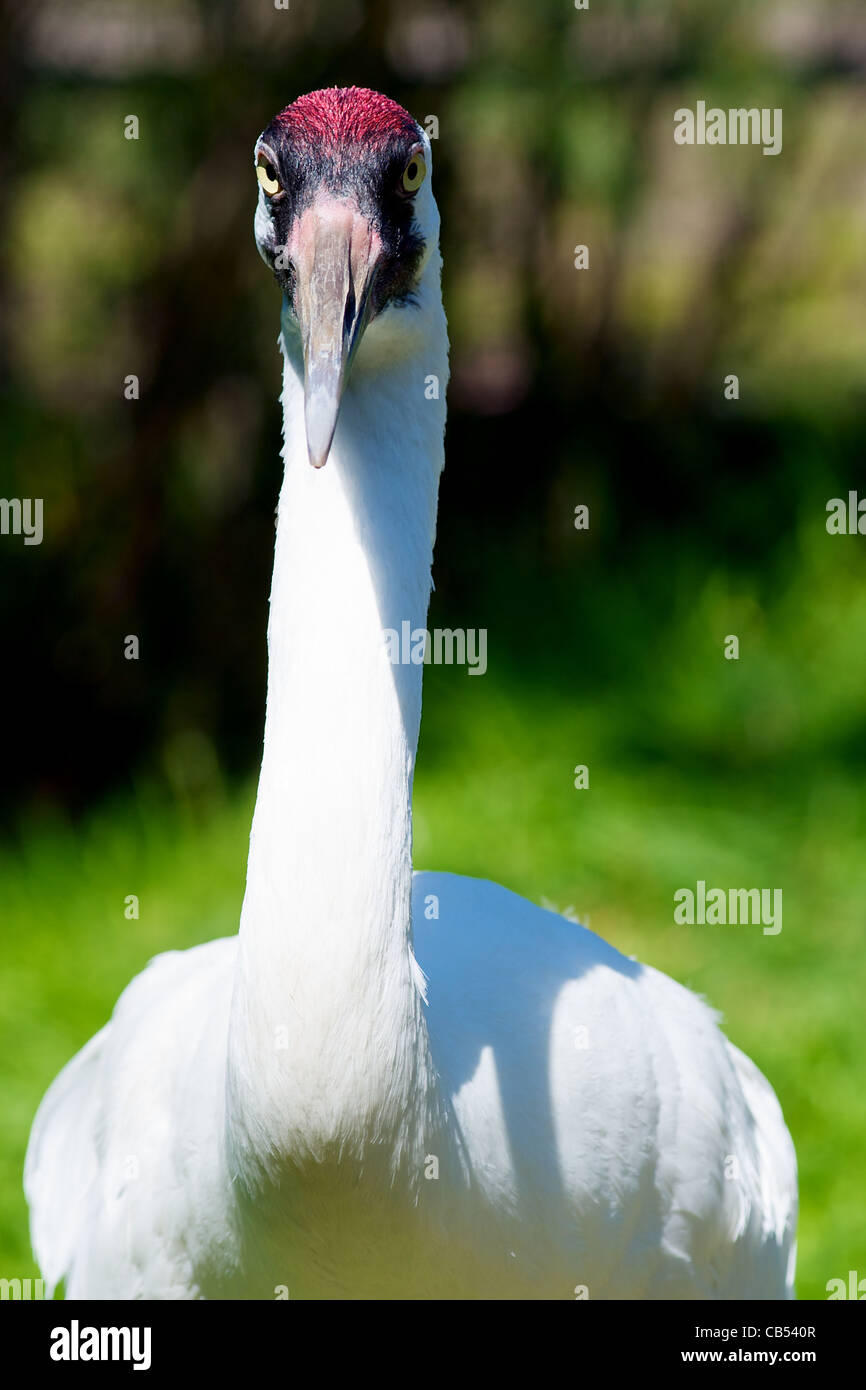 Crane bird endangered feather hi-res stock photography and images - Alamy