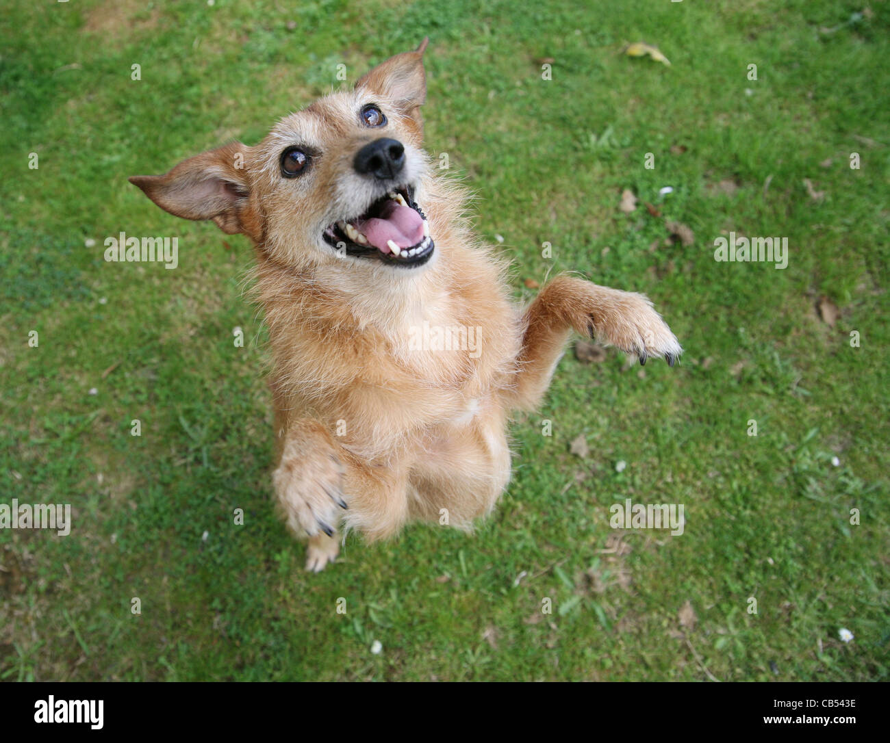 Happy scruffy dog hi-res stock photography and images - Alamy