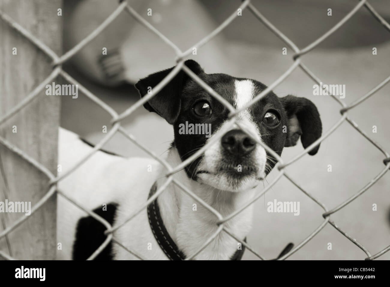 Sad terrier crossbreed dog looking out through the wired of his pen ...