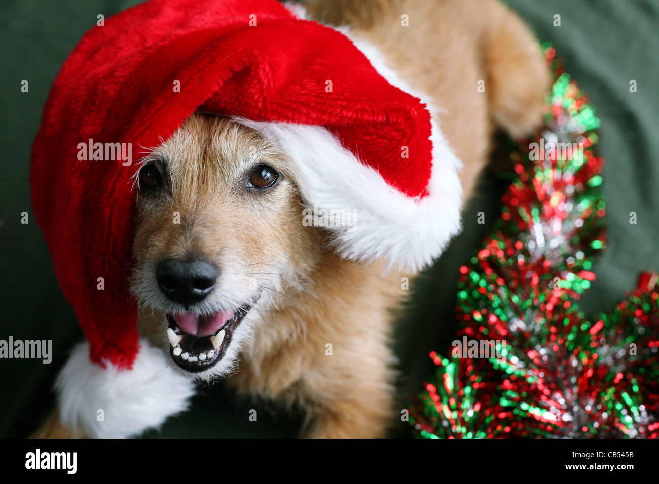 Happy scruffy dog hi-res stock photography and images - Alamy