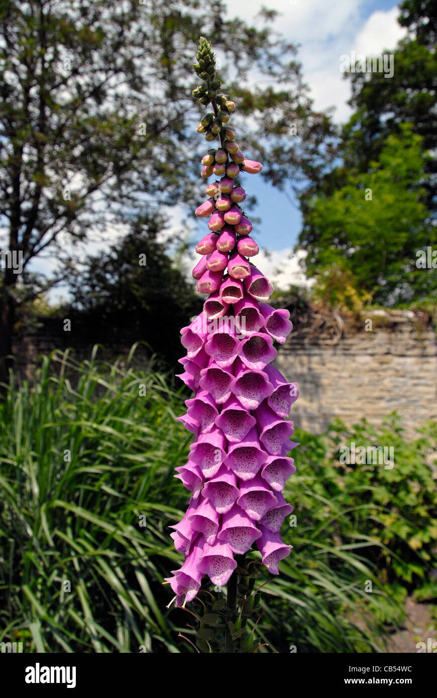 Wild Common Foxglove England UK Stock Photo - Alamy