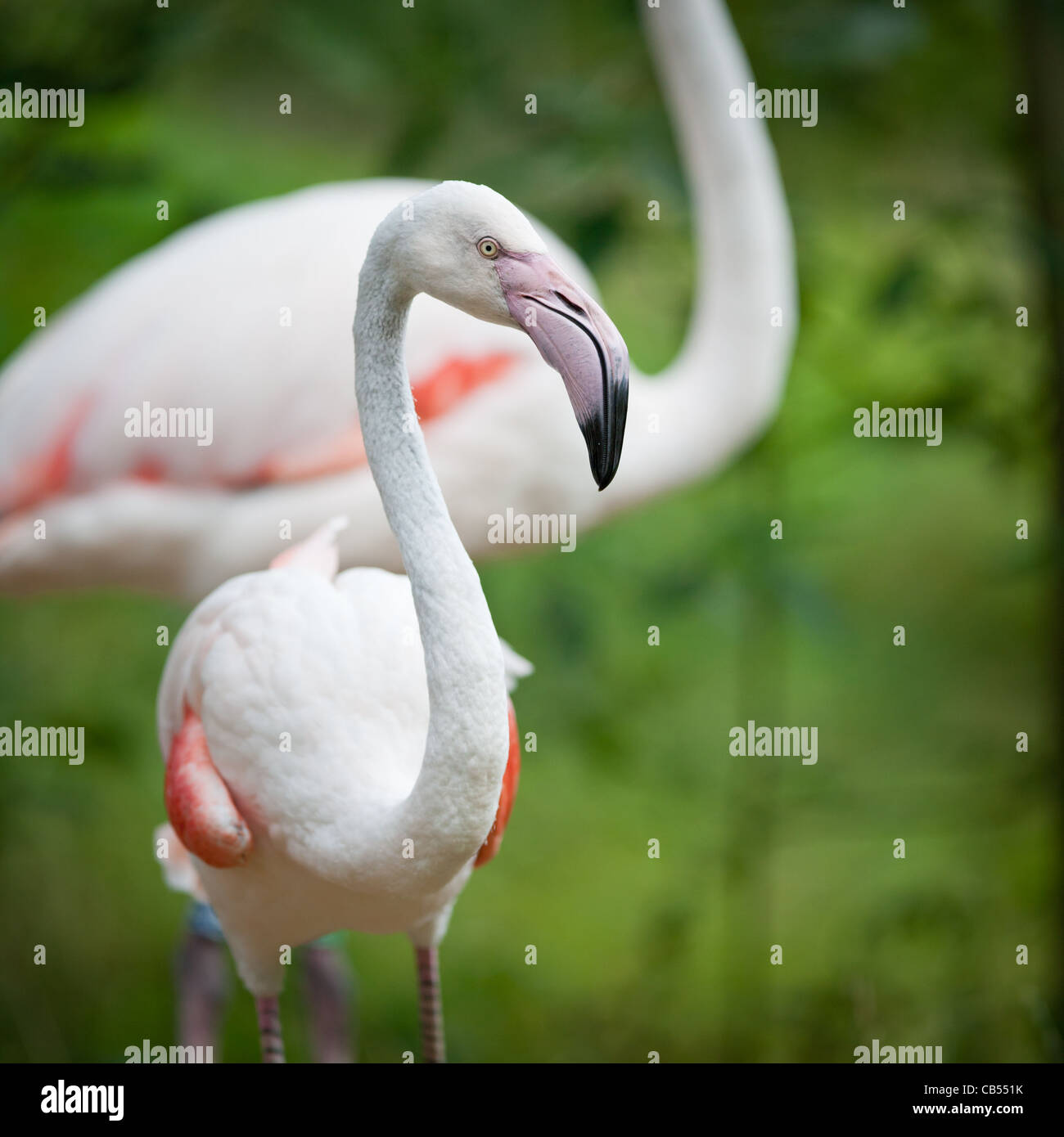 Greater Flamingo (Phoenicopterus roseus Stock Photo - Alamy