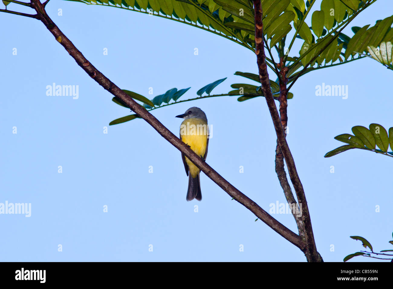 Tropical Kingbird, Tyrannus melancholicus, a large tyrant flycatcher ...