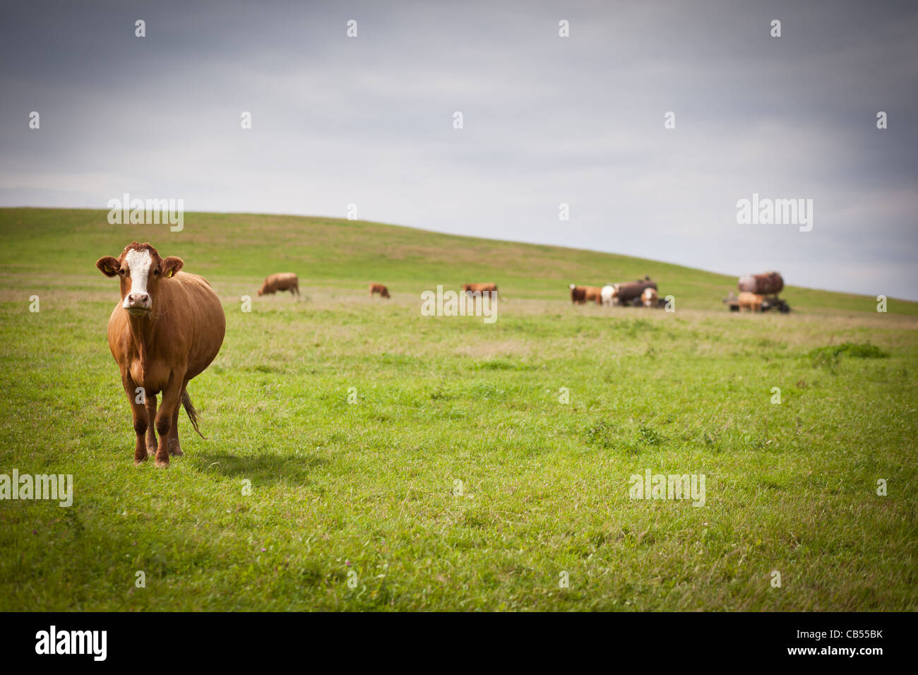 Cows grazing on a lovely green pasture Stock Photo - Alamy