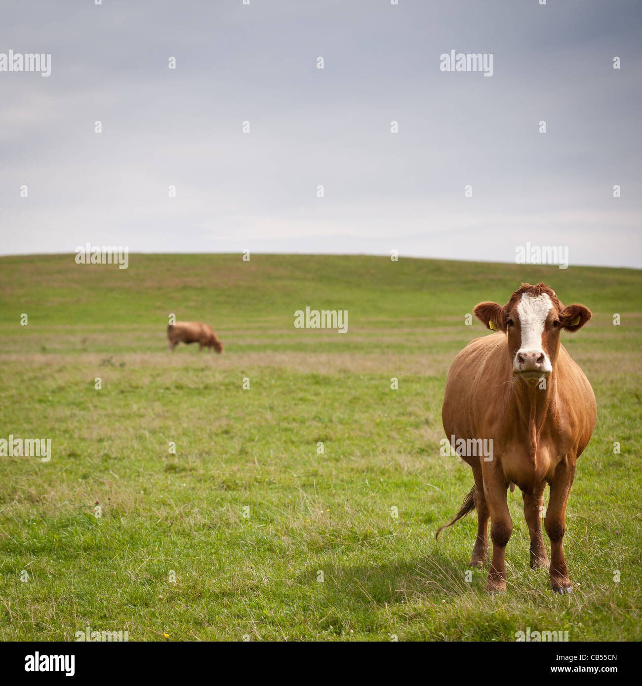 Cows grazing on a lovely green pasture Stock Photo - Alamy