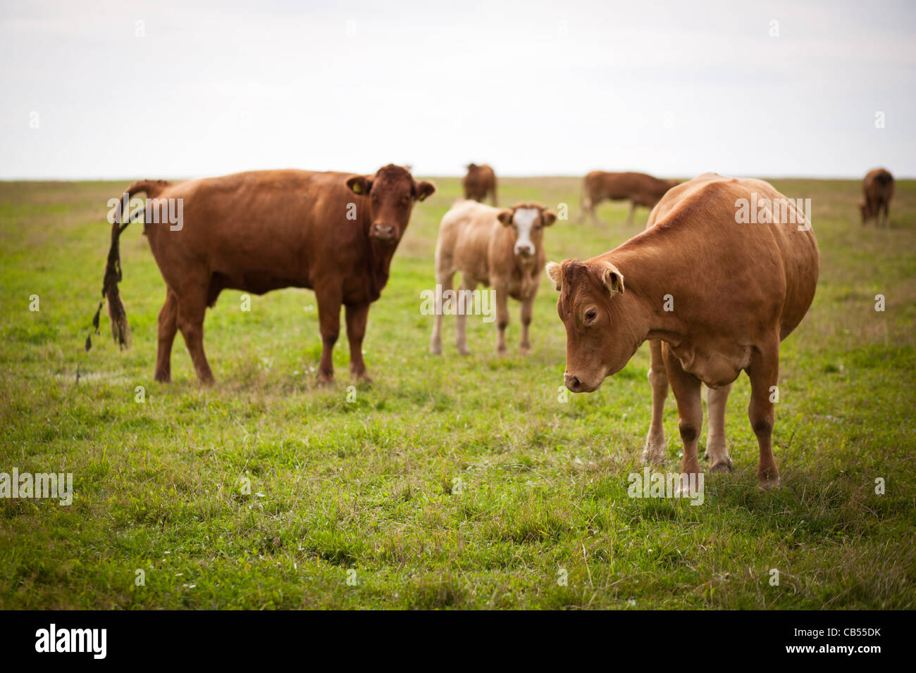 Cows grazing on a lovely green pasture Stock Photo - Alamy