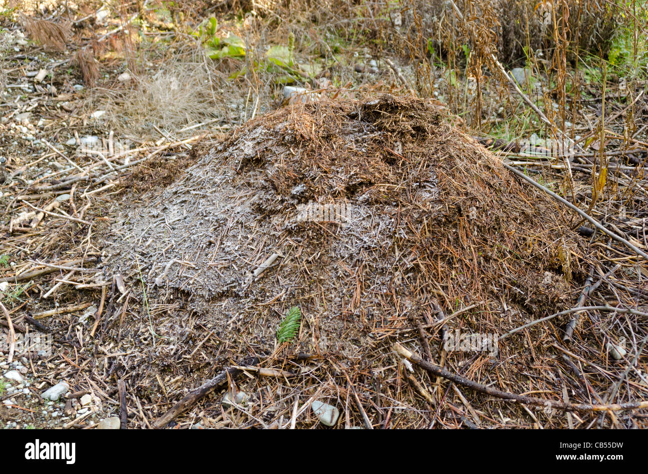 Ants hill hi-res stock photography and images - Alamy