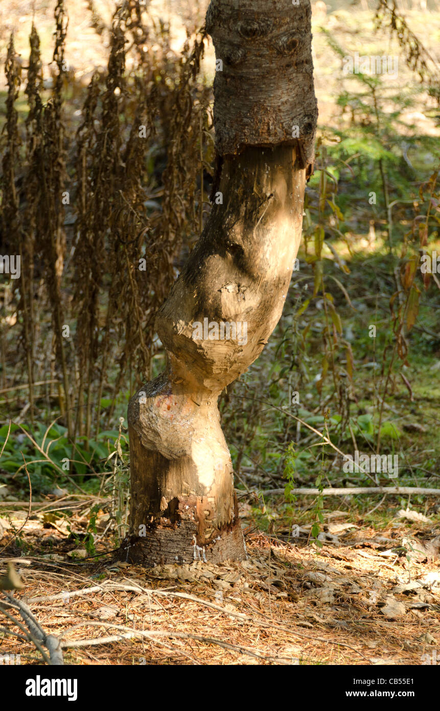 Beaver Damage on a small tree Stock Photo - Alamy