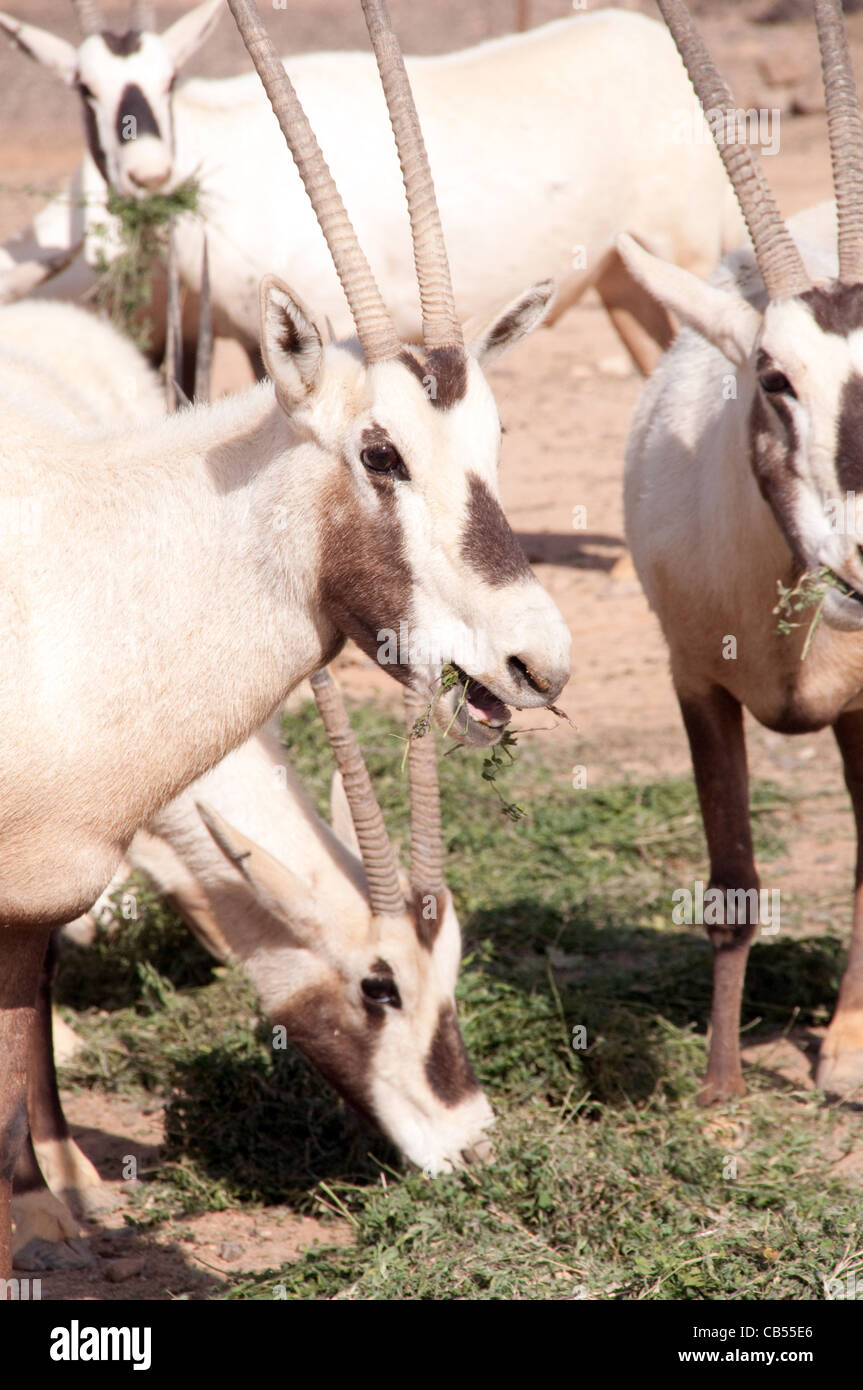 A herd of rare Arabian Oryx on the Shaumari Wildlife Reserve on the ...
