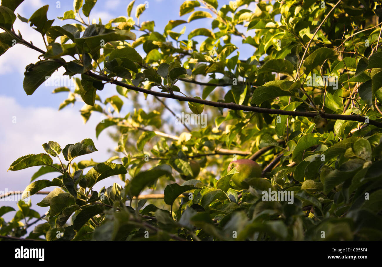 Summer Apple Tree Stock Photo - Alamy