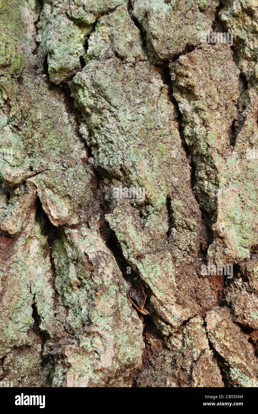 green n tree bark texture background Stock Photo - Alamy