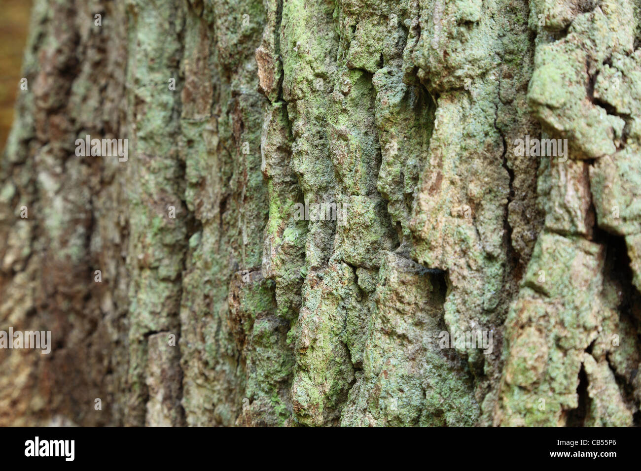 green n tree bark texture background Stock Photo - Alamy