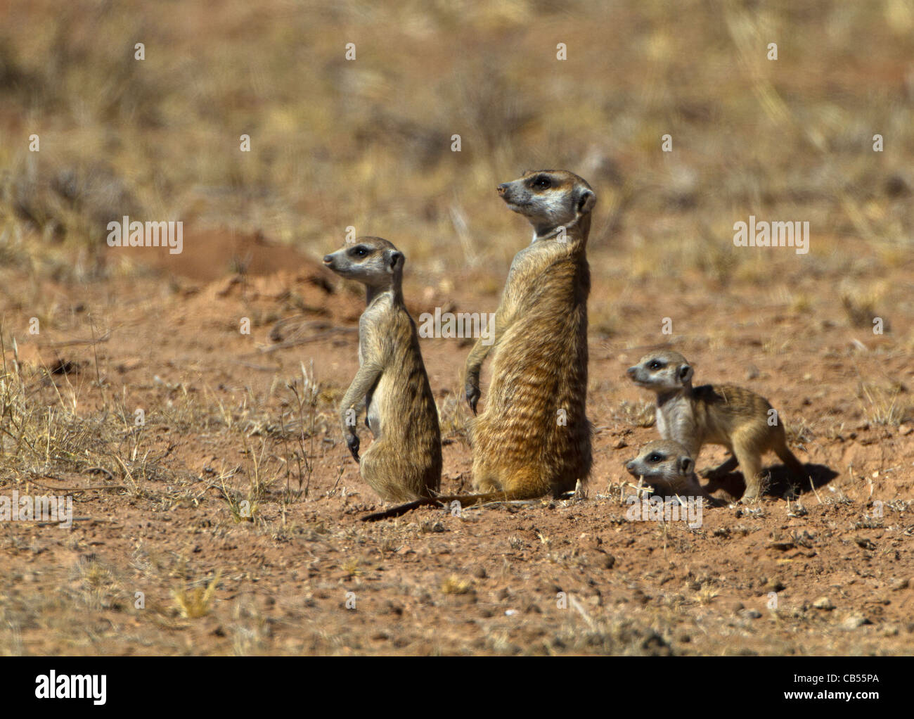 suricate group at den Stock Photo - Alamy
