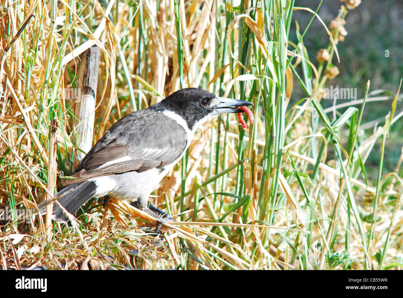Grey butcherbird Cracticus torquatus Stock Photo - Alamy