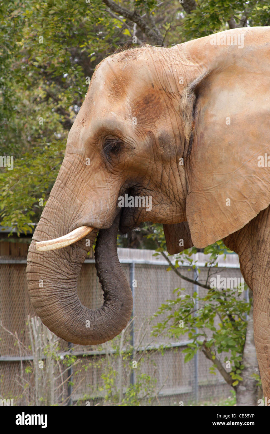 Asiatic elephant head Stock Photo - Alamy