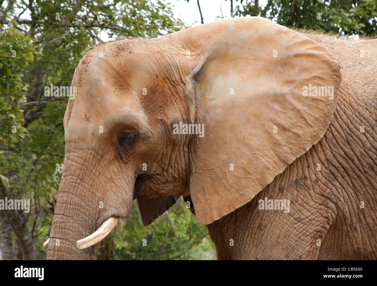 Asiatic elephant head Stock Photo - Alamy