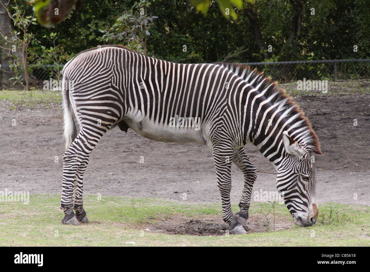 Male zebra standing at the Miami Metro Zoo Stock Photo - Alamy