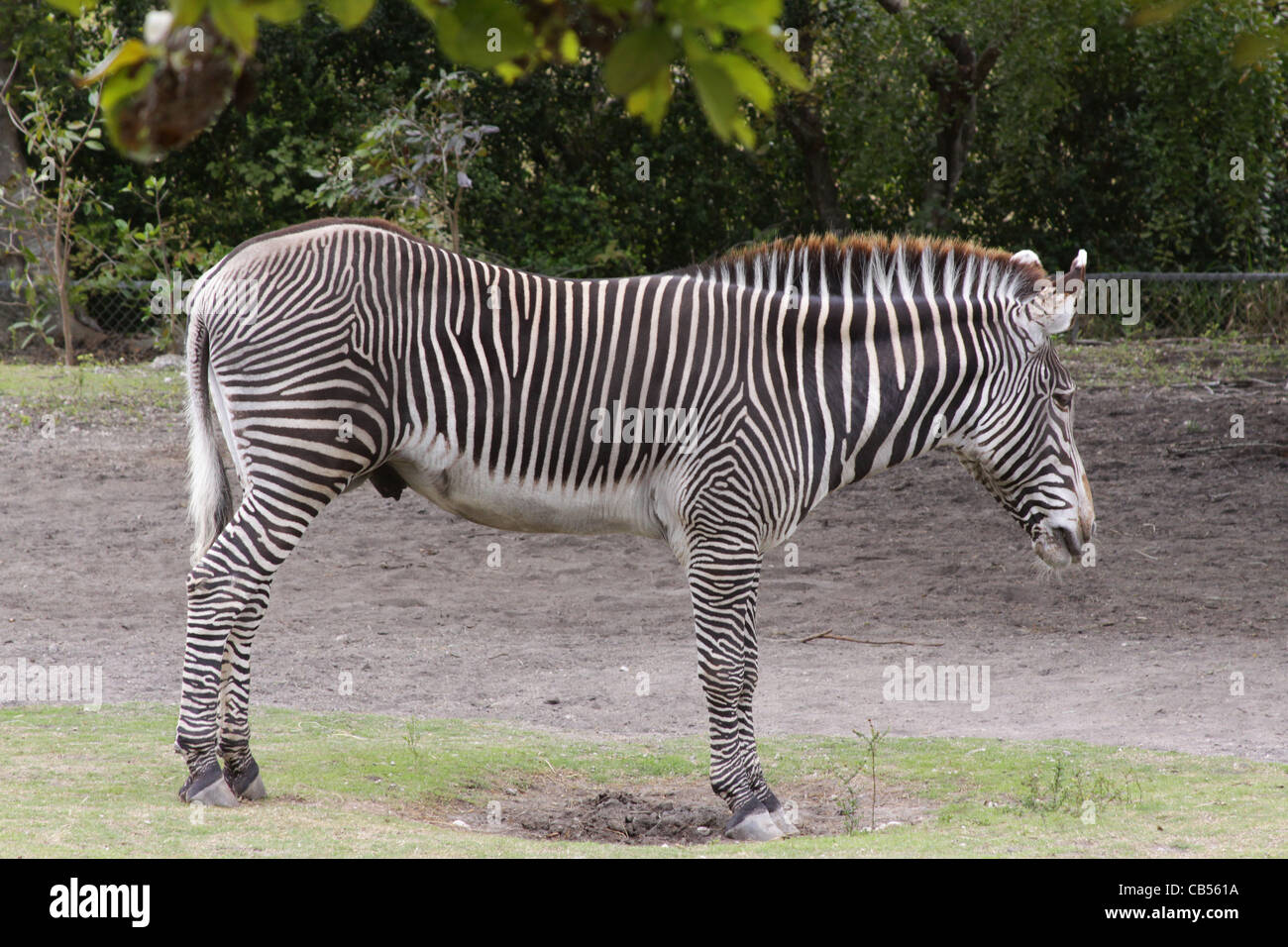 Male zebra standing at the Miami Metro Zoo Stock Photo - Alamy
