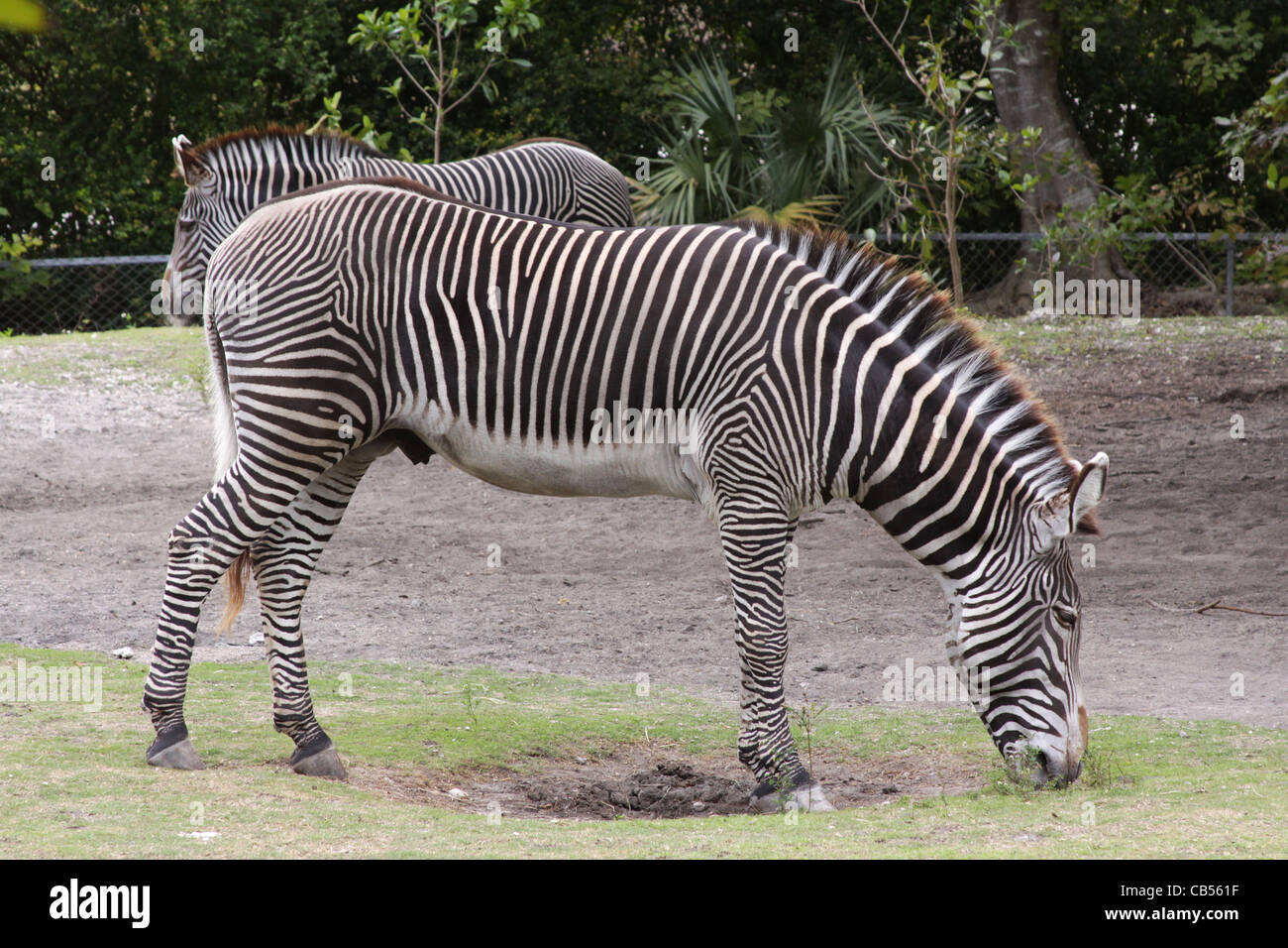 Male zebra standing at the Miami Metro Zoo Stock Photo - Alamy