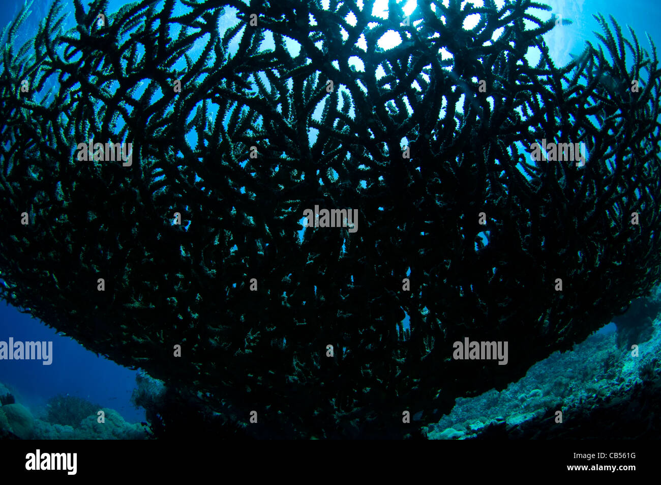 Hard coral garden with a variety of table, leather, and staghorn corals ...