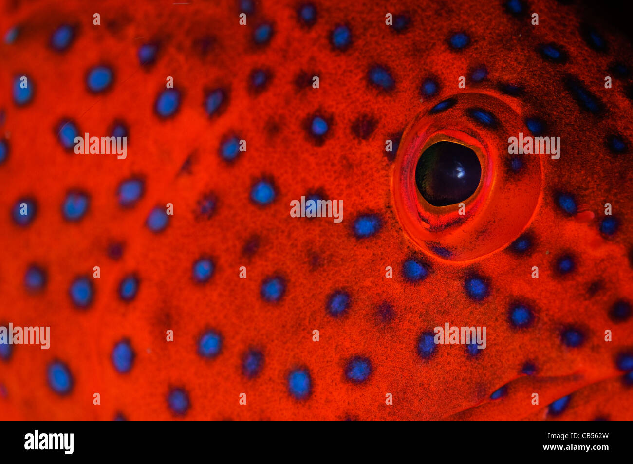 Coral Grouper eye detail, Cephalopholis miniata, Komodo National Park ...