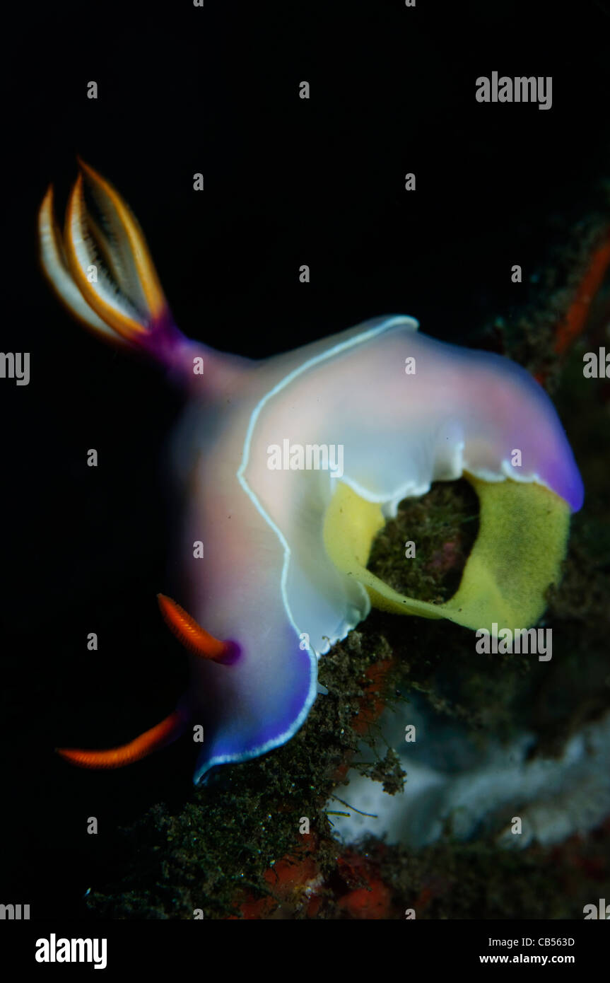 Hypselodoris bullocki complex nudibranch laying eggs, Bima, Sumbawa ...