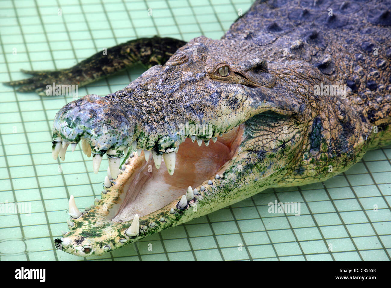 Crocodile in pool hi-res stock photography and images - Alamy